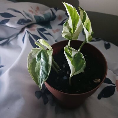 Enamel Plant Pins. Single or Bundle. - Etsy