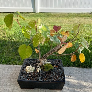 Purple Trumpet Bonsai Tree inner Feeling Collection From Cute Little ...