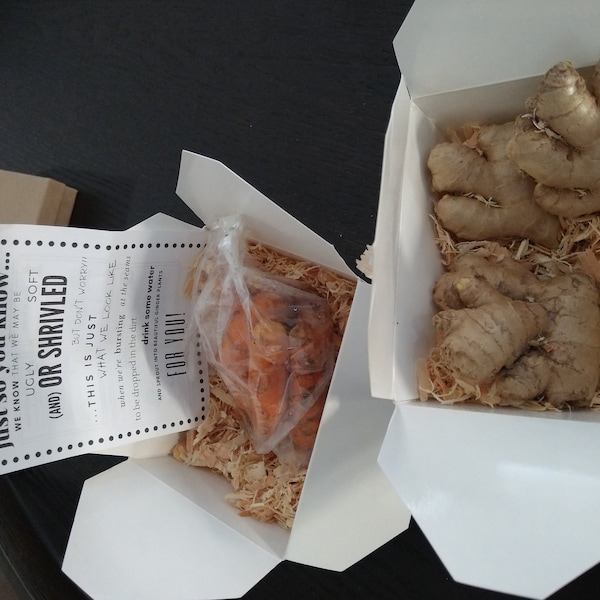 3 Organic Peruvian Ginger Rhizomes for Planting. Bulbs Will Arrive Pre ...