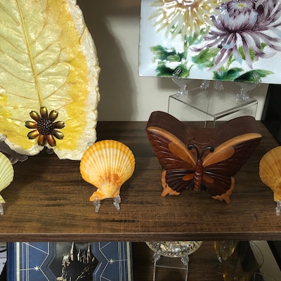 Pectin Scallop Shells 10 PC Seashells for Beach Decor Wholesale ...