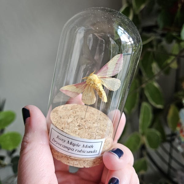 Giant Cicada & Empress Cicada Shadow Box Framed Quesada Gigas ...