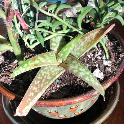 Aloe 'firecracker' 4 Bright, Easy-care Live Succulent Plant for Mini ...