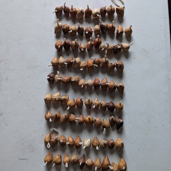 Chachayotes Ayoyotes Ayotl Coyoleras 100 Shells - Etsy
