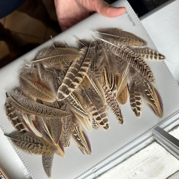 50 Bobwhite Quail Body Feathers 3/4 to 1 3/4 - Etsy