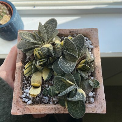 10 X Lithops Aucampiae 'rudesheim Ruby 10 X Succulent - Etsy UK