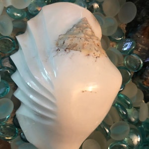 Mexican Flat Scallop Cockle Clam Pecten Seashells | Etsy