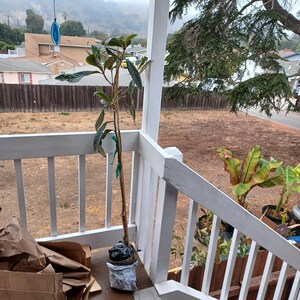 3-4 Feet Tall 'sweet Treat' Pluerry Semi-dwarf, Bare-root Fruit Tree ...