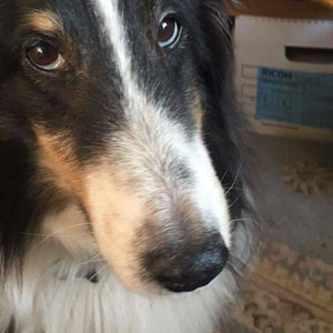 Rhodesian RIDGEBACK CUFF BRACELET & Lion. Vintage Style | Etsy