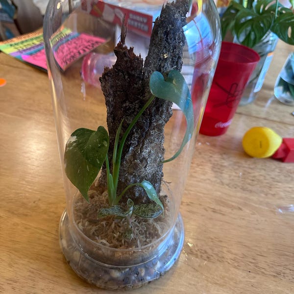 Glass Cloche Terrarium Bell Jar With Glass Base, With LED Grow Light ...