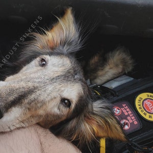 Deaf Dog Patch Cation Do Not Startle Do Not Pet Hearing - Etsy