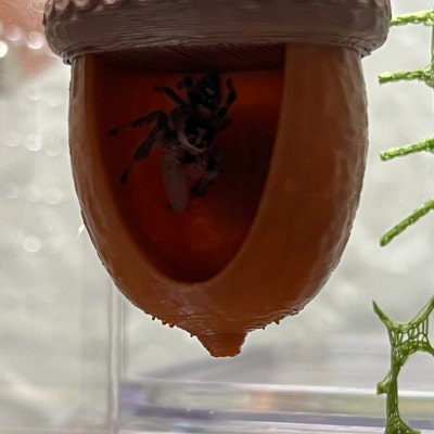 3D Printed Magnetic Acorn Spider Hide Upgraded Sling Acorn Magnets - Etsy