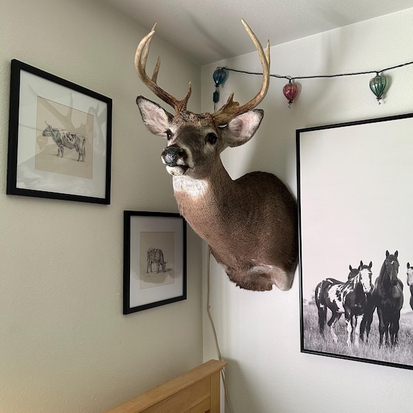 Dark Mini 3x3 Axis Antler Horn Deer Fake Skull Mount Taxidermy Rack Man ...