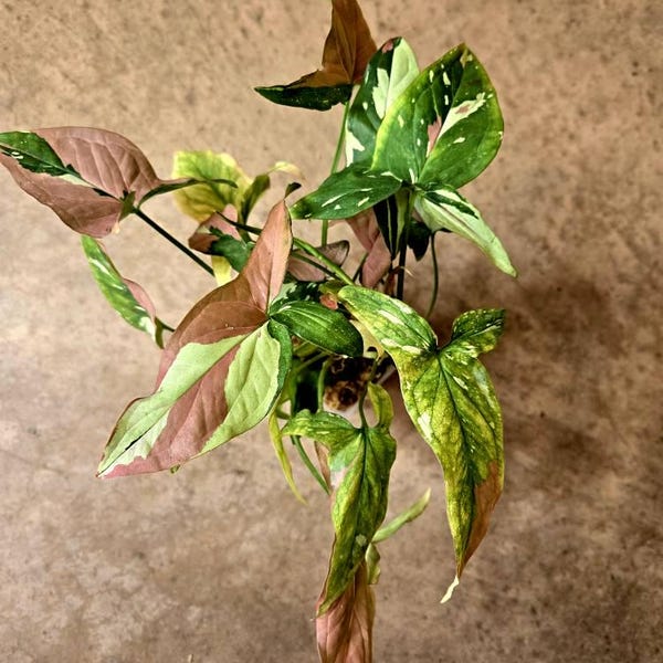 Scindapsus Mayari Variegated Plant - Growers Choice - Etsy