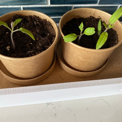 Mini Pumpkin Tree on a Stick / Ornamental Eggplant/ NON GMO Seeds - Etsy