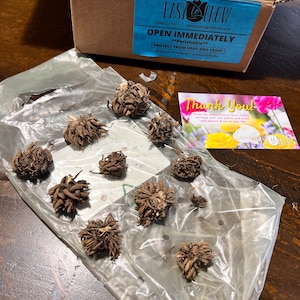 10 Ranunculus Asiaticus Tecolote 'merlot' Persian Buttercup Flower ...