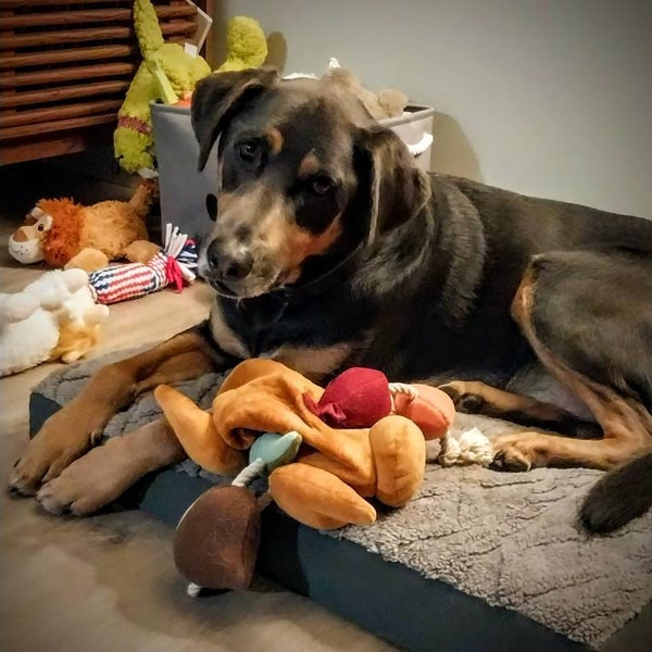 Cupcake Snuffle Mat Dog Toy, Pet Toy, Interactive, Mental Exercise, Pet ...