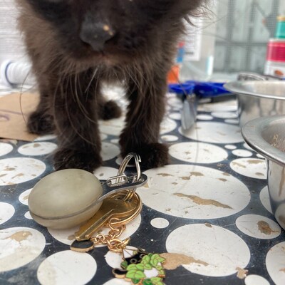 Toothless, Toothless Keychains, Toothless Gifts, Cute Toothless Gifts ...