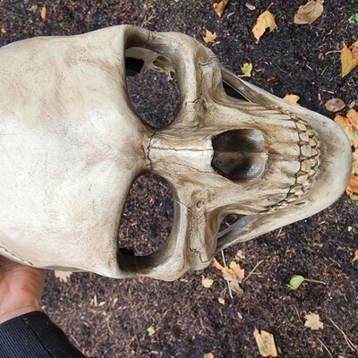 Human Skull Mask Full Face With Realistic Teeth and Bone Shape - Etsy