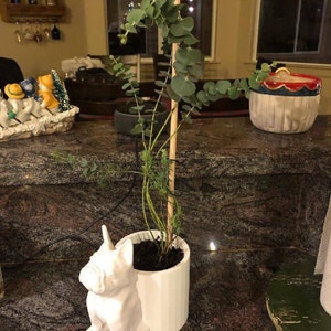 Rabbiteye Blueberry titan - Etsy