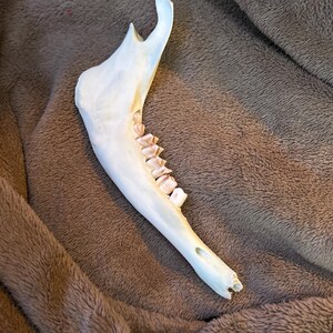 American Eel Jaw Bones for Art - Etsy