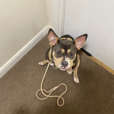 The Crafty Dog Co Can't Stop the Tealin' Rope Lead Teal - Etsy