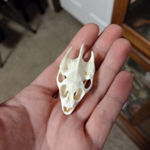 Real Muskrat Skull Taxidermy After Cleaned and Bleached Bone - Etsy