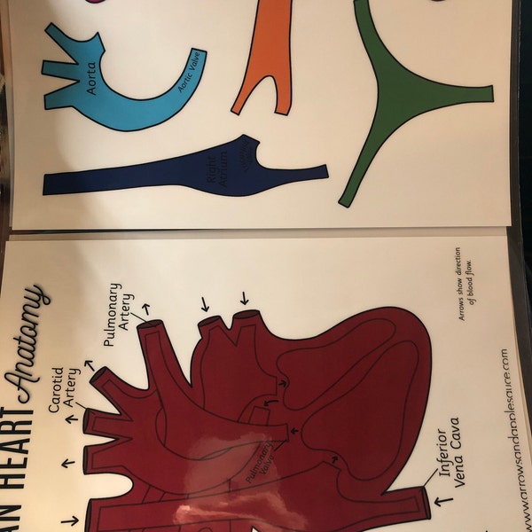 Heart Anatomy Printable Activity, Human Body Game, About Me, Heart ...