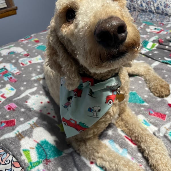 Over the Collar Reversible Dog Bandana - Wisconsin Badgers, Milwaukee ...