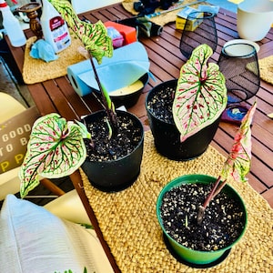 Caladium 'mint Julep' Size #1( 1 Bulb/larger 1-1/2" to 2-1/2") **new ...