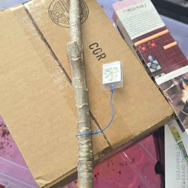 Athens Blue Princess Glory Bush Plant~~tibouchina Urvilleana~small ...