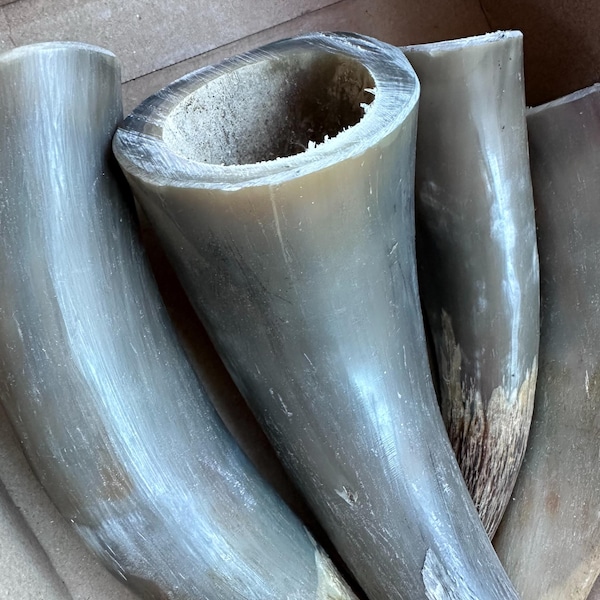 20 Steer Horns Cow Horns Bull Black Powder Drinking Horn Arts and ...