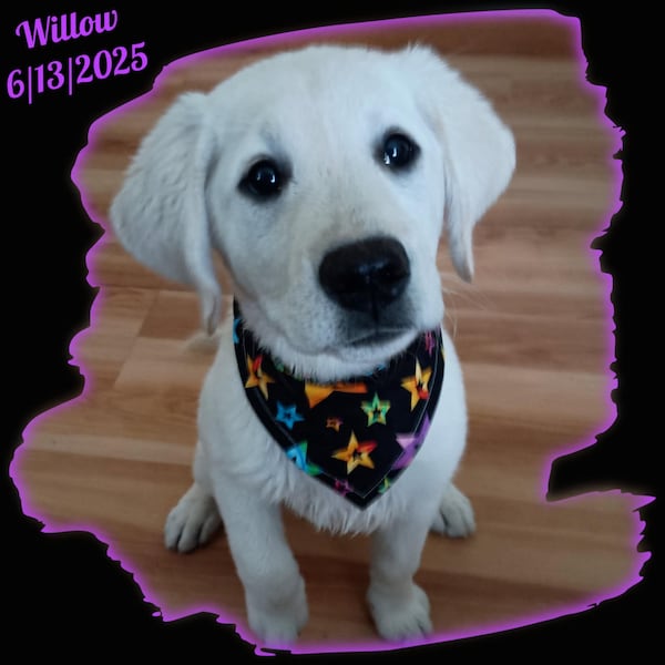 Elastic Dog Bandana PDF Sewing Pattern Tutorial/pet/cat/scrunchie ...