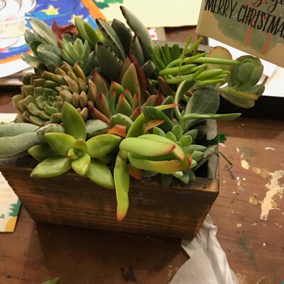 Graduation Succulent Box With Personalized Tag, Congratulations Class ...