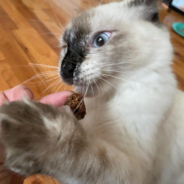 Cat Scent Enrichment Kit 13 Herbs Improve Wellbeing Cat Toy Cat Gift ...