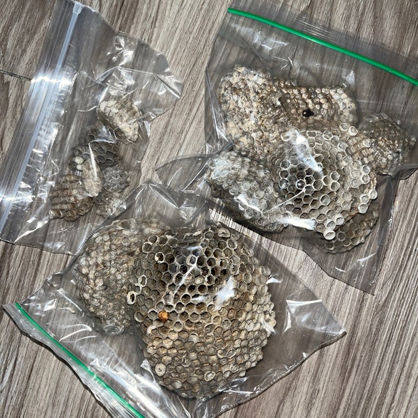 Real Bone, 6 1/2" Long Bone,leg Bone?, Curiosity Cabinet,jewelry Making ...