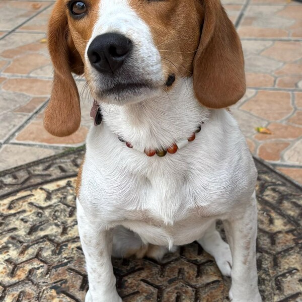 Lithotherapy and Anti-ticks Collar for Dog, Anti-anxiety and ...