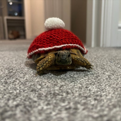 Dinosaur Tortoise Cosy, Pet Photo Prop, Pet Costume, Tortoise Costume ...