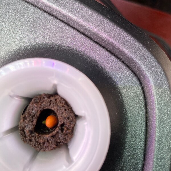 Oenothera Fruticosa Golden Sundrops Primrose Yellow Perennial 20 Seeds ...