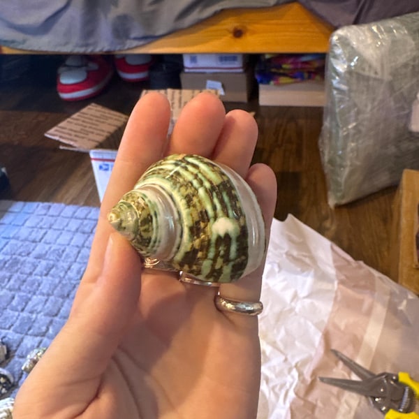 Bahamian Queen Conch Shell Light I Pink Conch Shell Night Light I SLIT ...