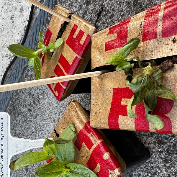 Asparagus Live Plants in 7cm Pots Ready to Plant Out! (connovers ...