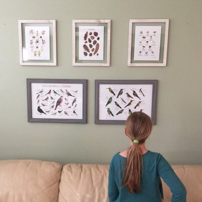 Hummingbirds of North America Birds Field Guide Art Print / Watercolor ...