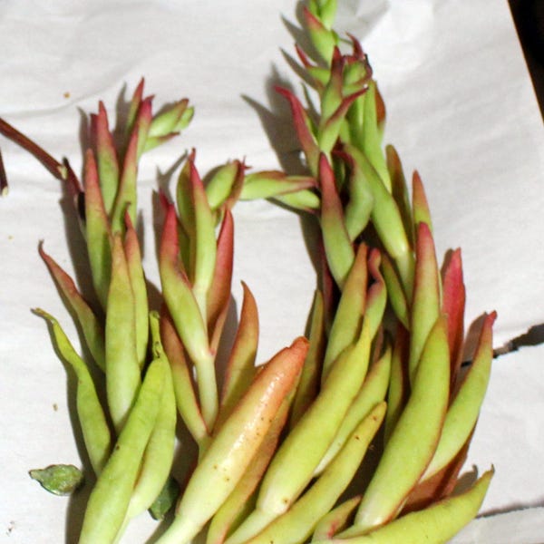 20 Peat Pallets, Best Medium for Plants, Succulents and Flower Seeds ...