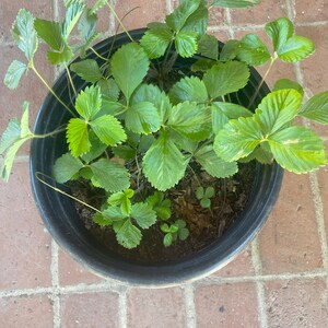 100ct Organic Curly Dock Seed Rumex Crispus Seed - Etsy