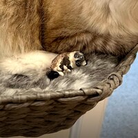 Custom Animal Bowl XS, Pottery Bowl Very Small, Animal Dish ...