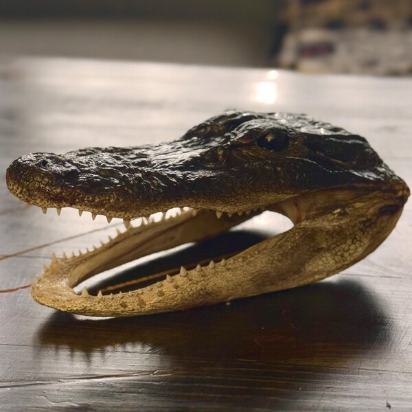 Five Alligator Heads From Genuine Louisiana Gator Taxidermy - Etsy