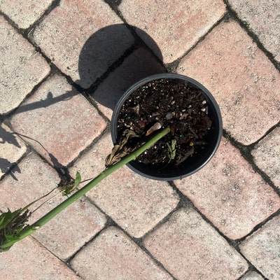 Fresh Whole Burdock Root, Gobo Root - Etsy