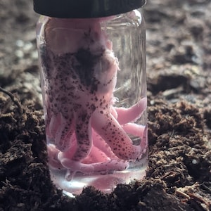 Real Cute PINK Cuttlefish in a Jar Wet Specimen Squid | Etsy UK