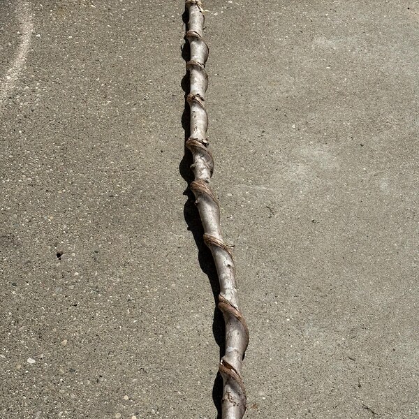 Roman Vitis Stick 36"-38" (etsy) - Etsy