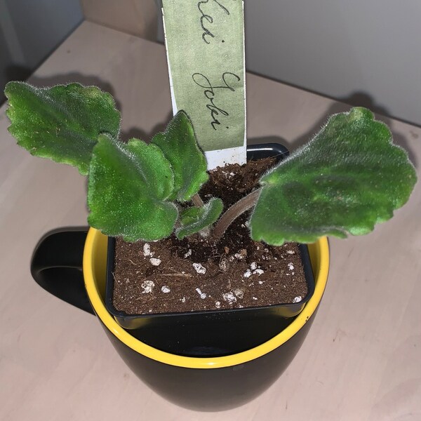 Kei Yoki African Violet Starter Plant (ALL PLANTS Require You to ...