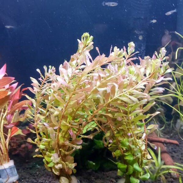 Rotala H'ra Easy Live Aquatic Stem Plant for Planted Aquarium ...